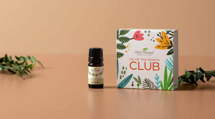 September Oil of the Month Reveal: Sugi Essential Oil – Plant Therapy