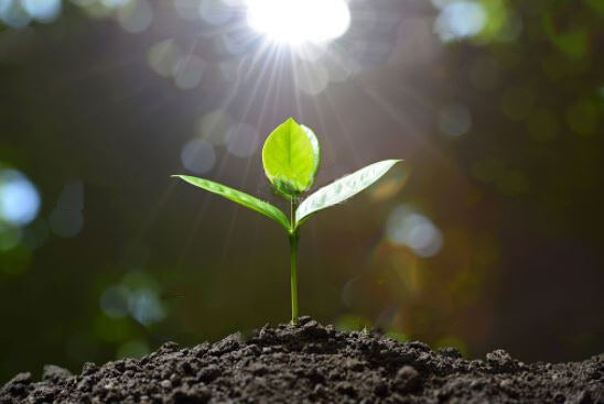 Essential Oil Self Care: Be Gentle, Be Generous, Be Grateful – Plant ...