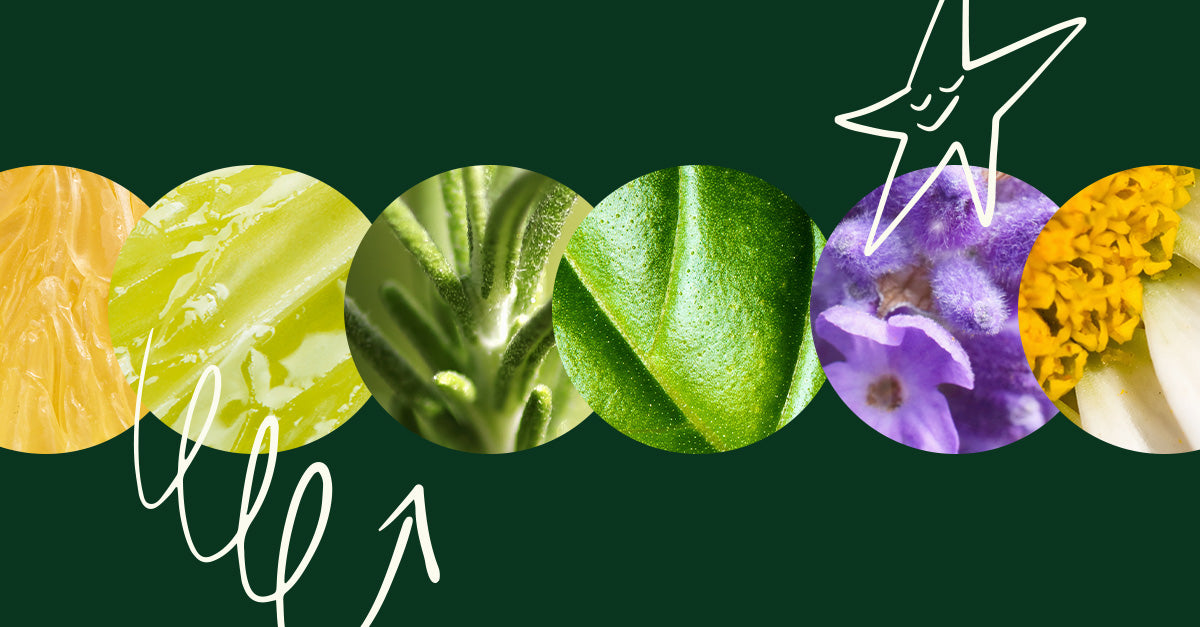 Essential Oils 101: A Comprehensive Guide for Beginners – Plant Therapy