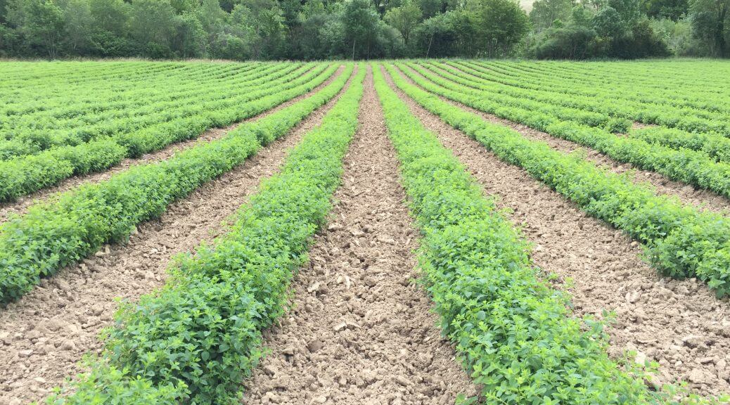 Farm and Distillery visit in France – Plant Therapy