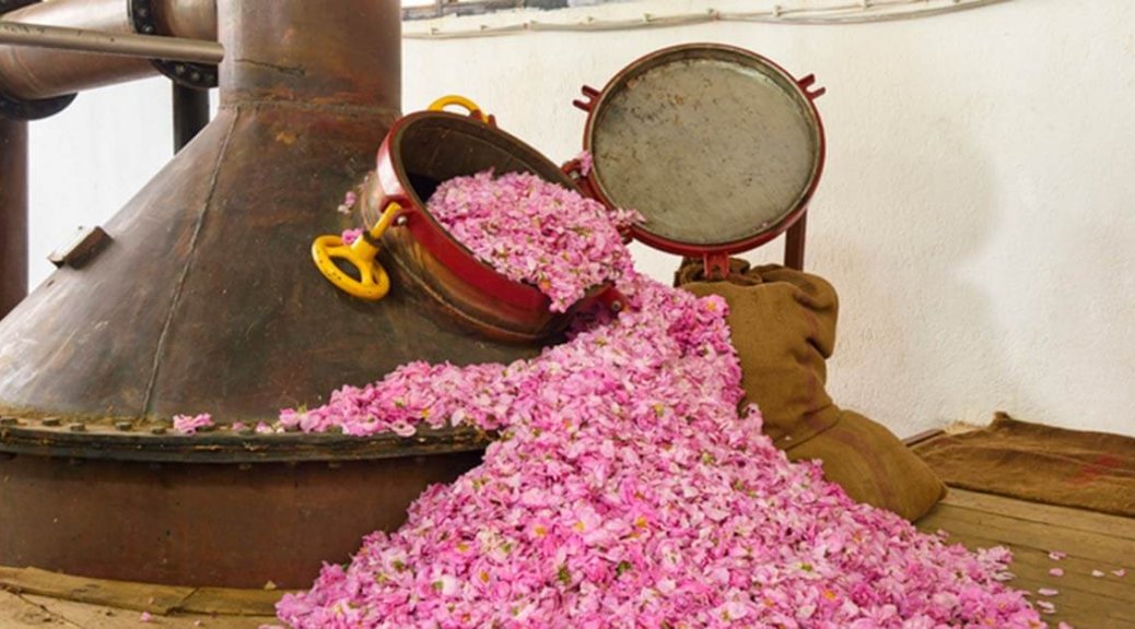 Isolates: What You Need to Know – Plant Therapy