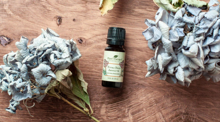 Sweet & Sensational Tonka Bean Absolute – Plant Therapy