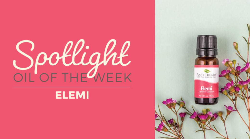 Elemi: Essential Oil Spotlight of the Week – Plant Therapy