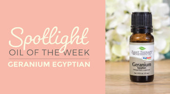 Geranium Egyptian essential oil: Spotlight Essential Oil of the Week ...