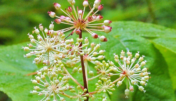 December Oil of the Month - Spikenard – Plant Therapy