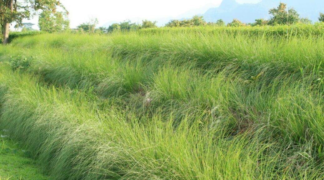 Vetiver Essential Oil - Benefits, How to Use - Skin, Meditatoin, Stress ...