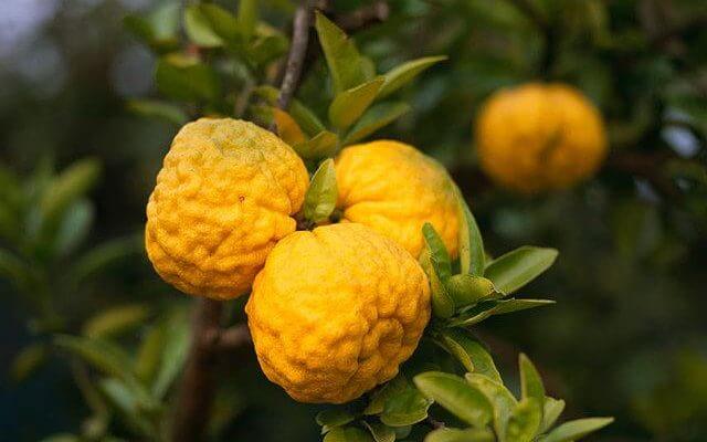 November Oil of the Month Reveal: Yuzu – Plant Therapy