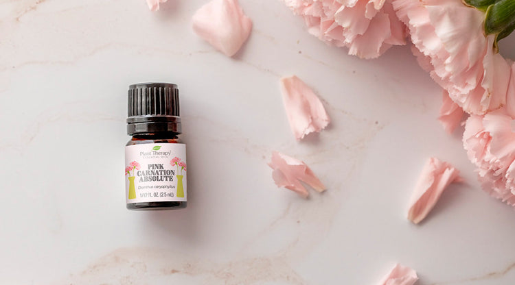 August Oil of the Month Reveal: Pink Carnation Absolute – Plant Therapy