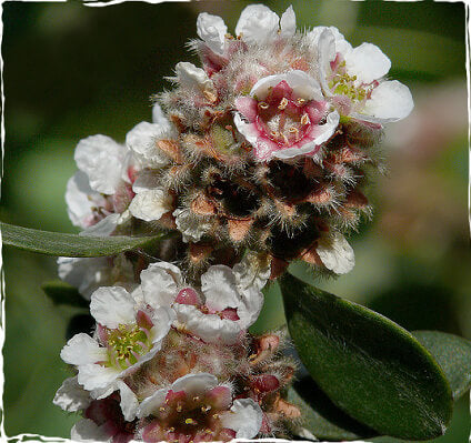 May 2016 Oil of the Month - Fragonia – Plant Therapy