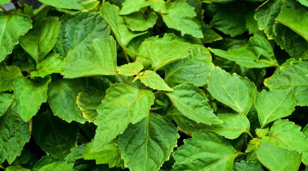 %%title%% %%page%% – Plant Therapy