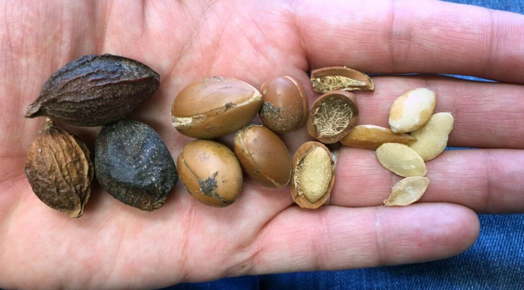Argan Oil Sourcing Expedition to Morocco – Plant Therapy