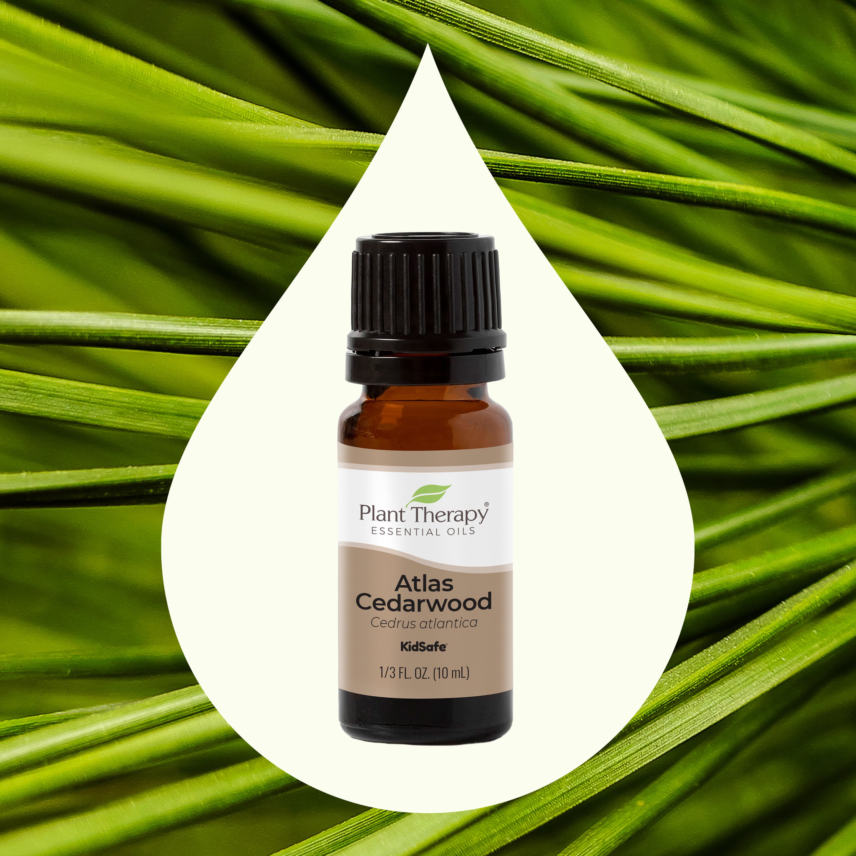 Organic Atlas Cedarwood Essential Oil – Plant Therapy
