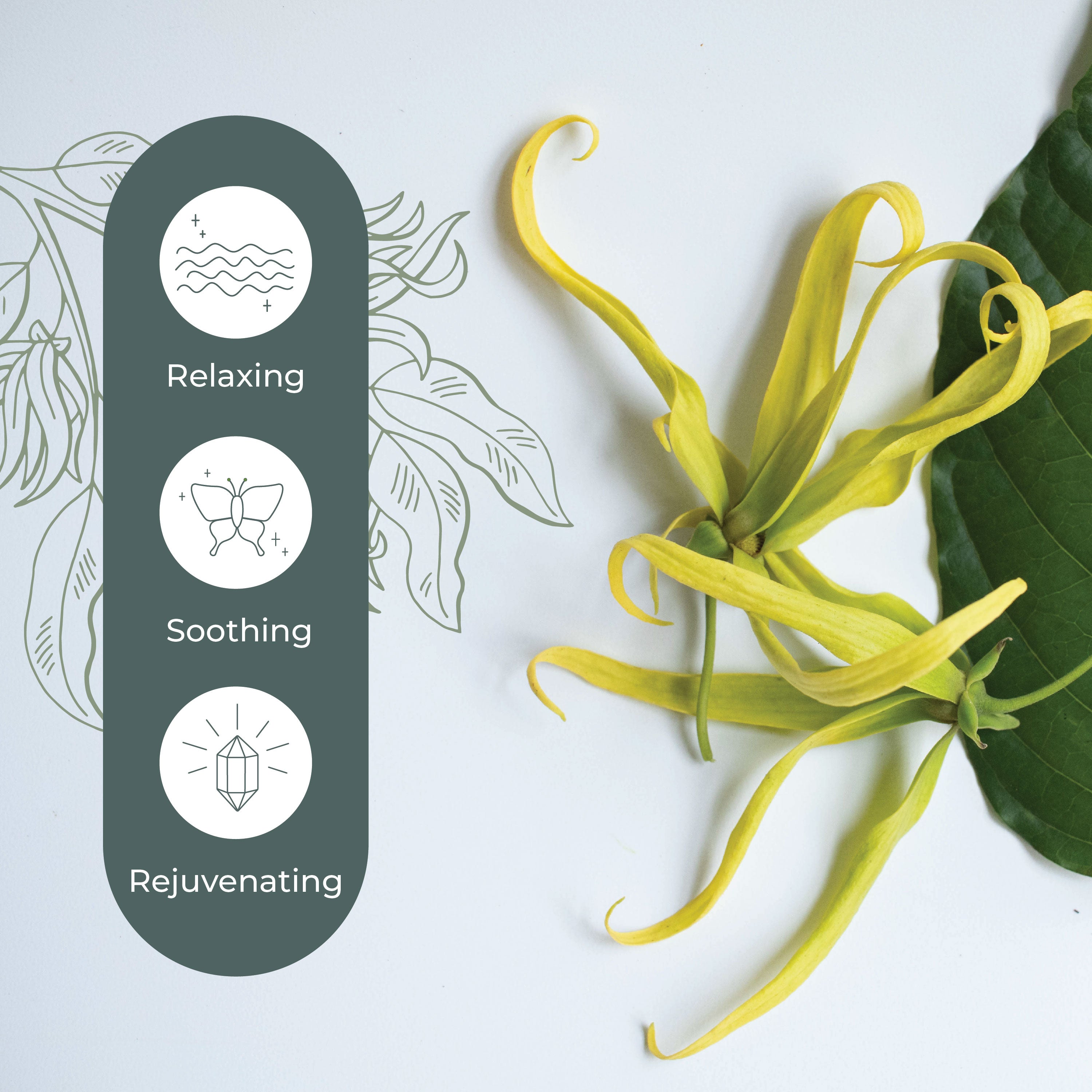 Cananga Essential Oil – Plant Therapy