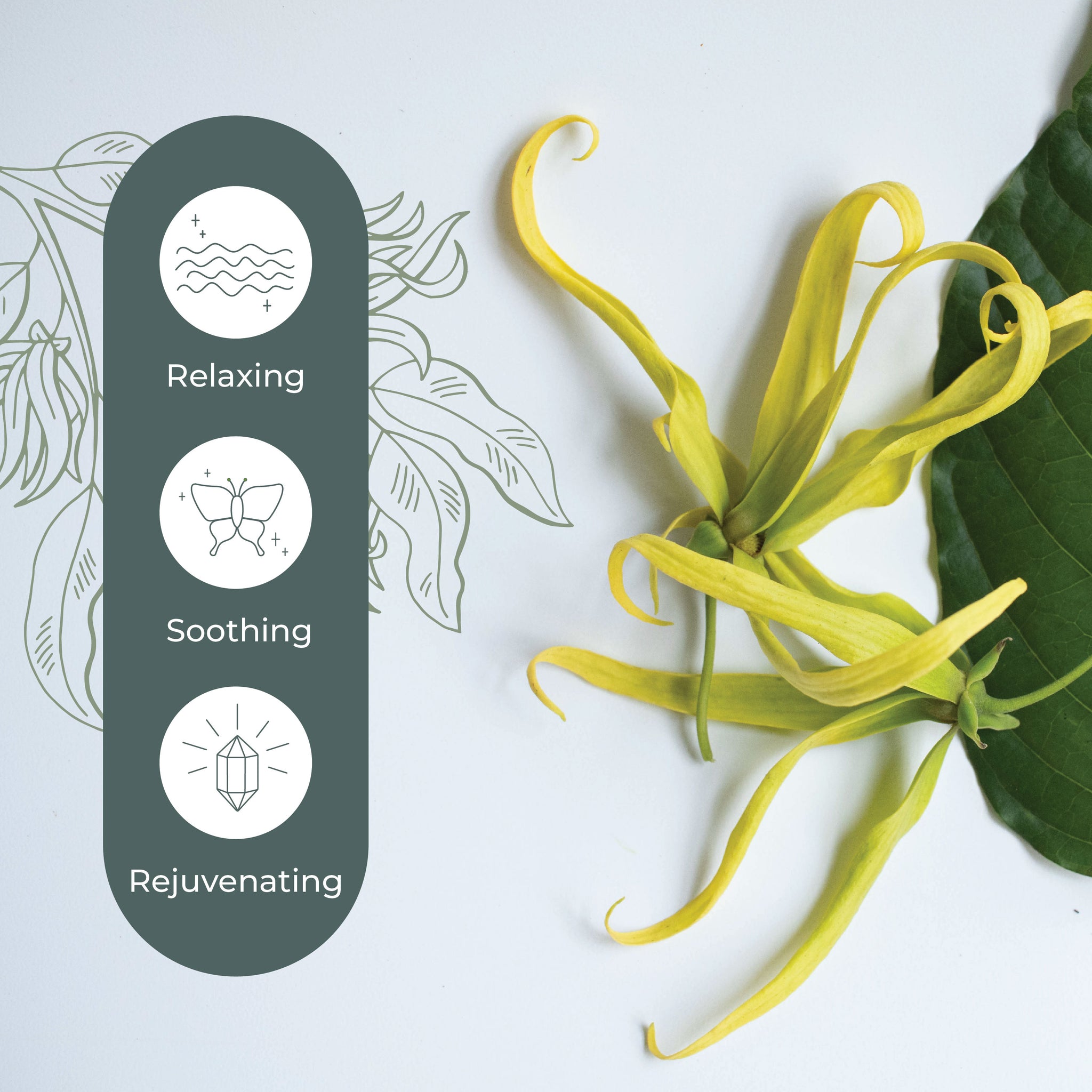 Cananga Essential Oil – Plant Therapy