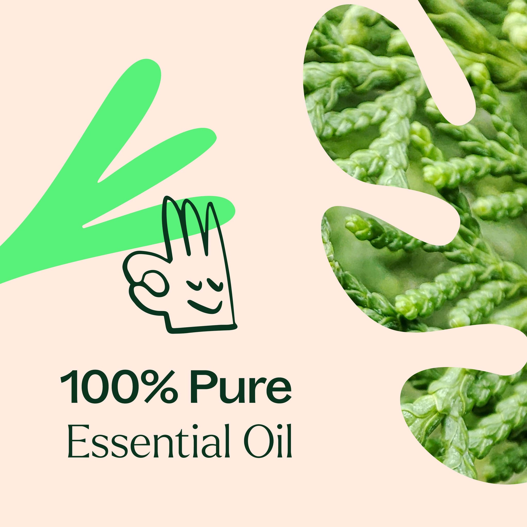 Deodorizing Essential Oil Blend – Plant Therapy