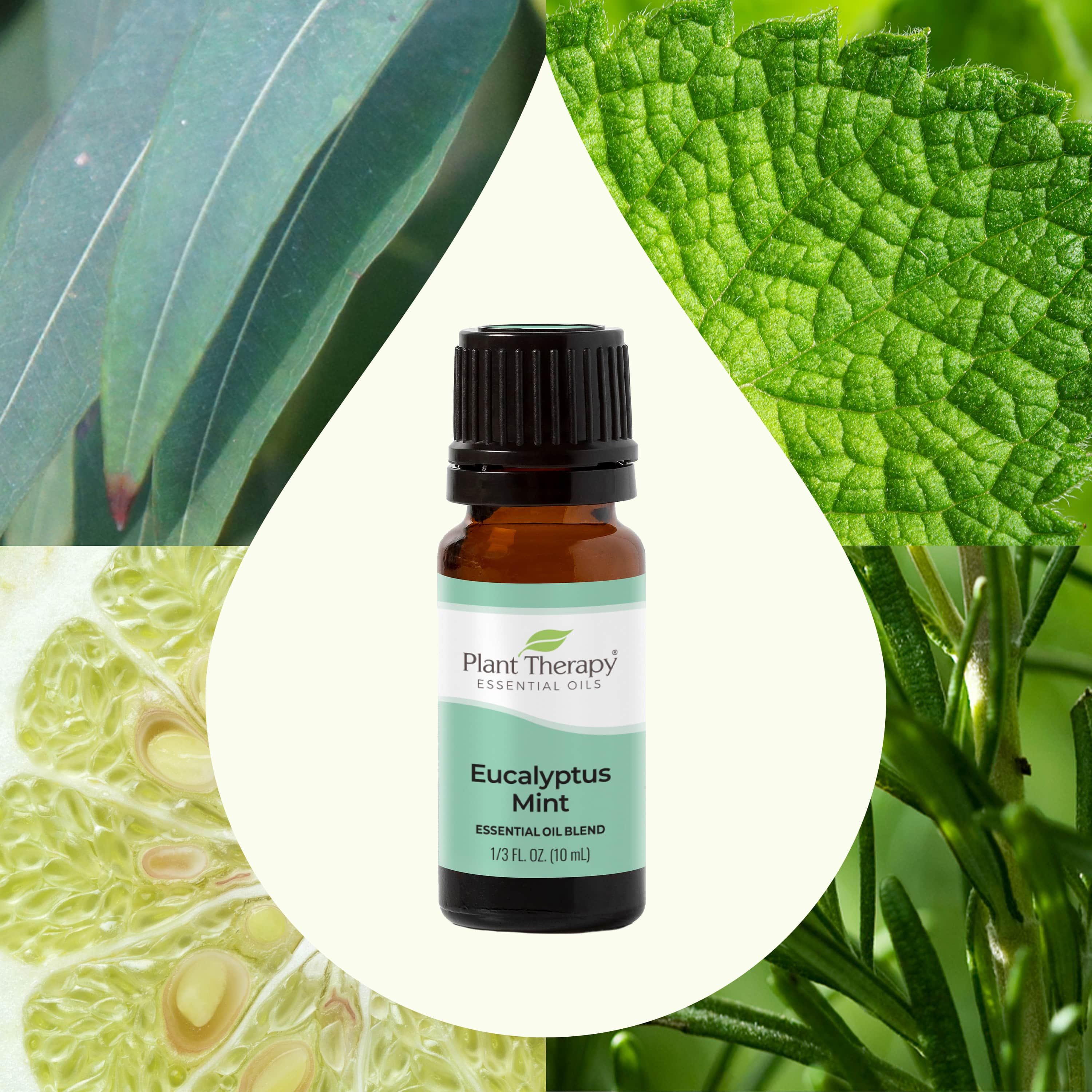 Eucalyptus Mint Essential Oil Blend – Plant Therapy