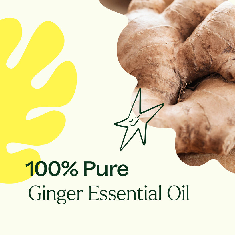 Ginger Essential Oil – Plant Therapy