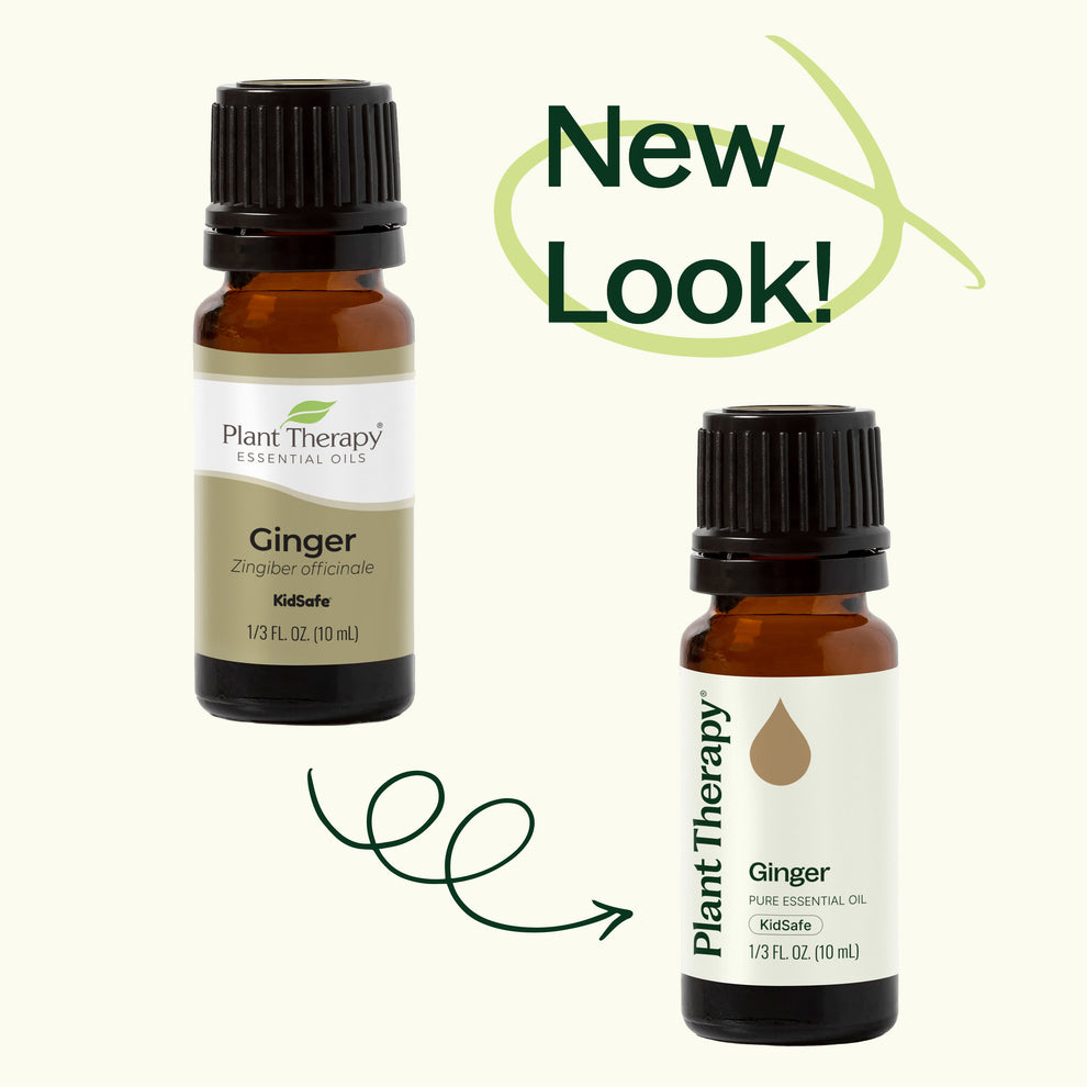 Ginger Essential Oil – Plant Therapy