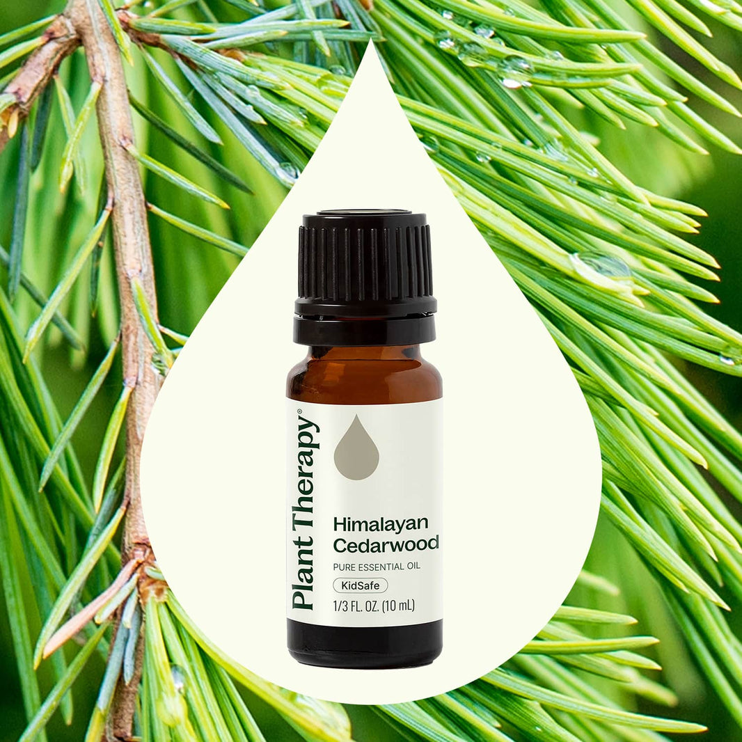 Himalayan Cedarwood Essential Oil – Plant Therapy