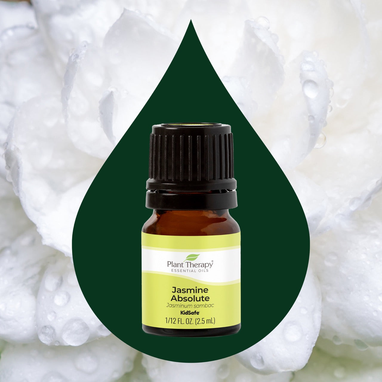 Jasmine Absolute Essential Oil – Plant Therapy