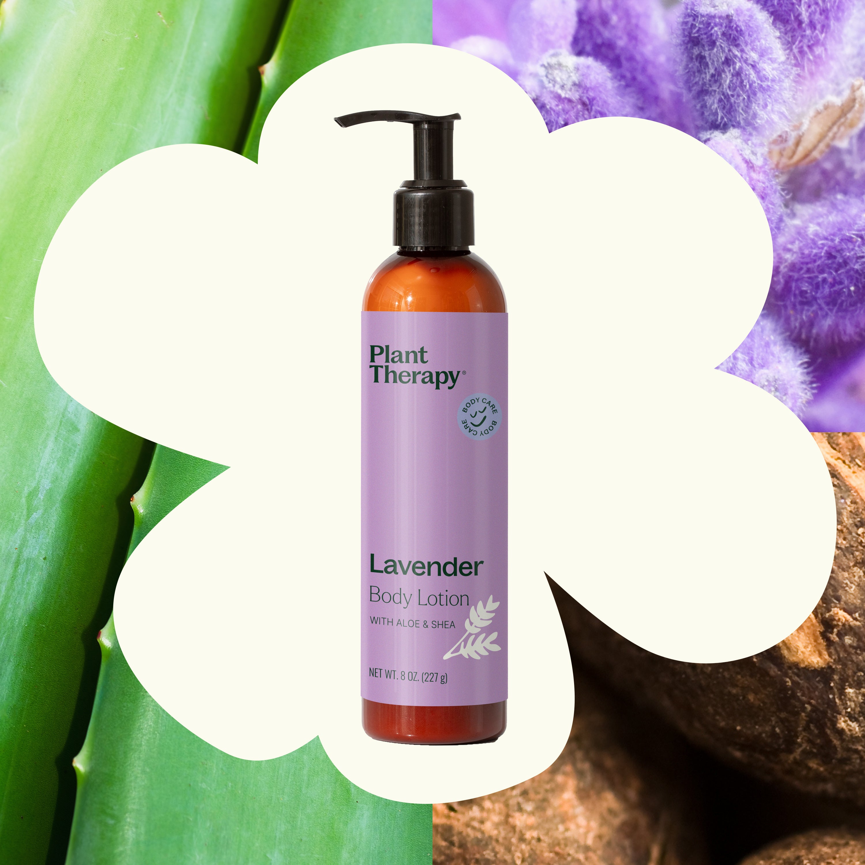Lavender Body Lotion with Aloe and Shea – Plant Therapy