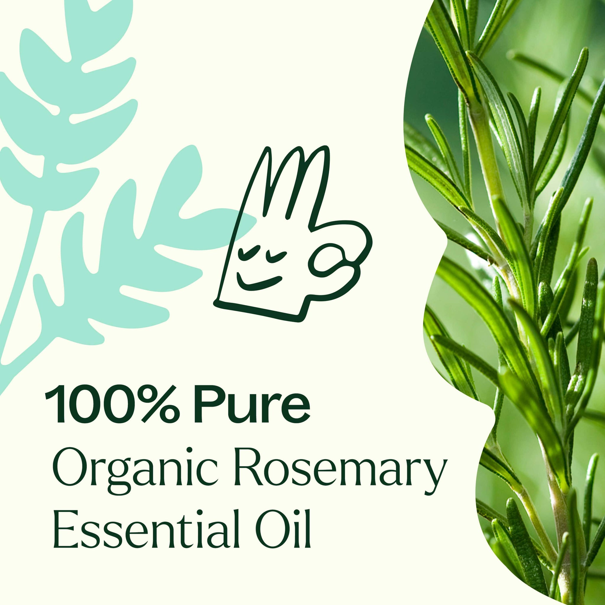 Organic Rosemary 1,8-Cineole Essential Oil – Plant Therapy