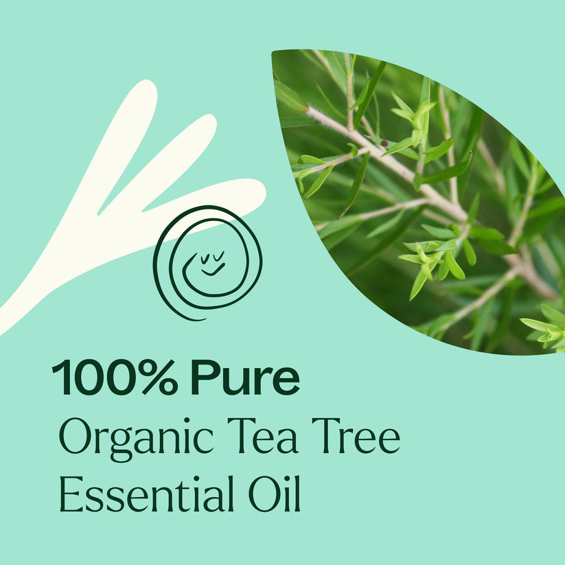Organic Tea Tree Oil | Organic Tea Tree Essential Oils For Sale | Plant ...
