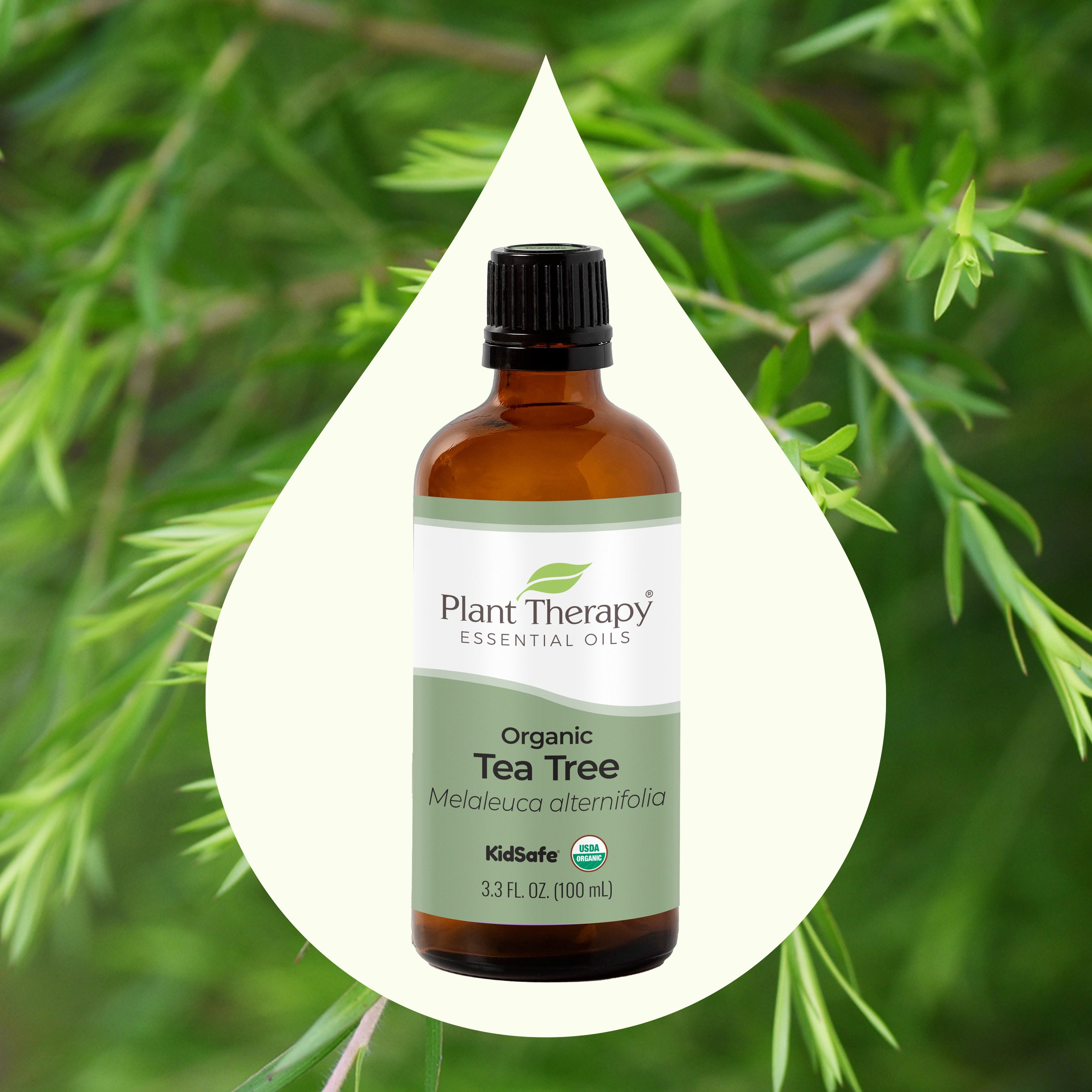 Organic Tea Tree Oil | Organic Tea Tree Essential Oils For Sale | Plant ...