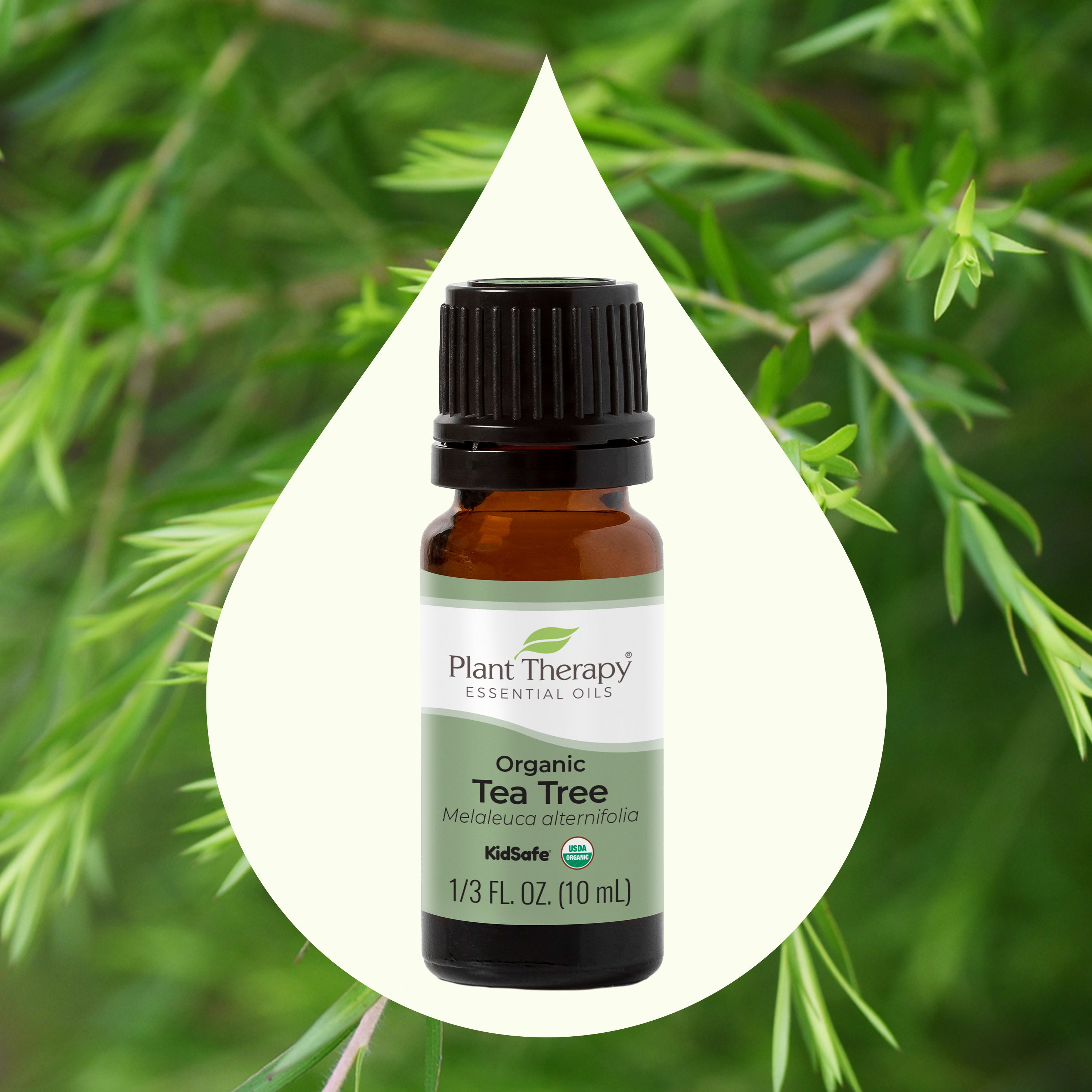 Organic Tea Tree Oil | Organic Tea Tree Essential Oils For Sale | Plant ...
