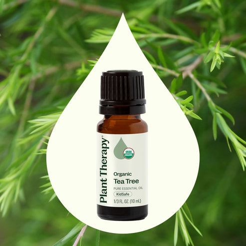 Organic Tea Tree Oil | Organic Tea Tree Essential Oils For Sale | Plant ...