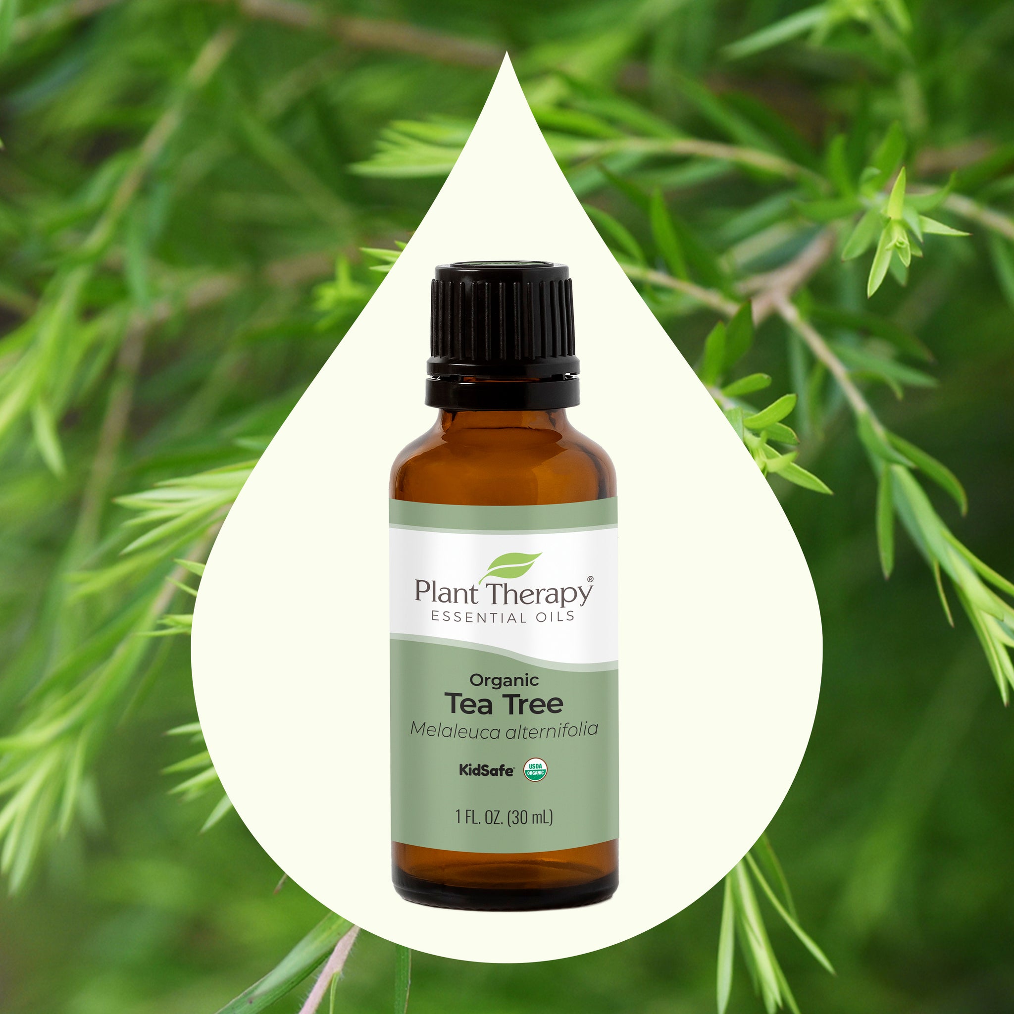 Organic Tea Tree Oil | Organic Tea Tree Essential Oils For Sale | Plant ...