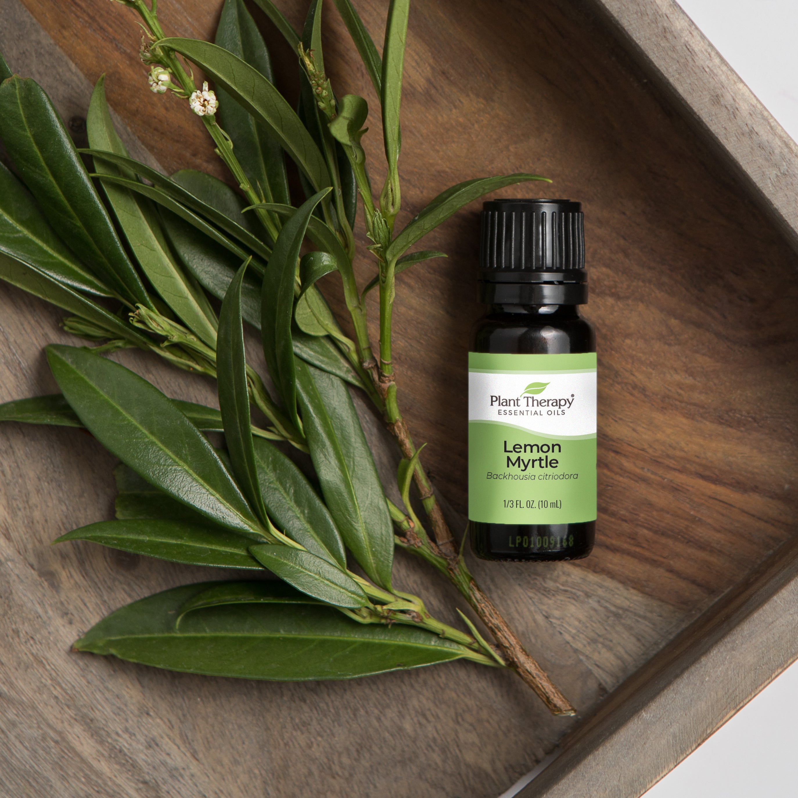 Lemon Myrtle Essential Oil – Plant Therapy