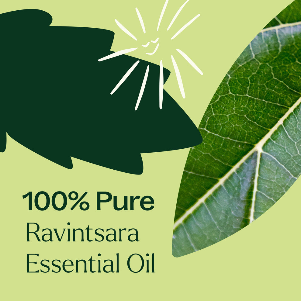 Ravintsara Essential Oil – Plant Therapy