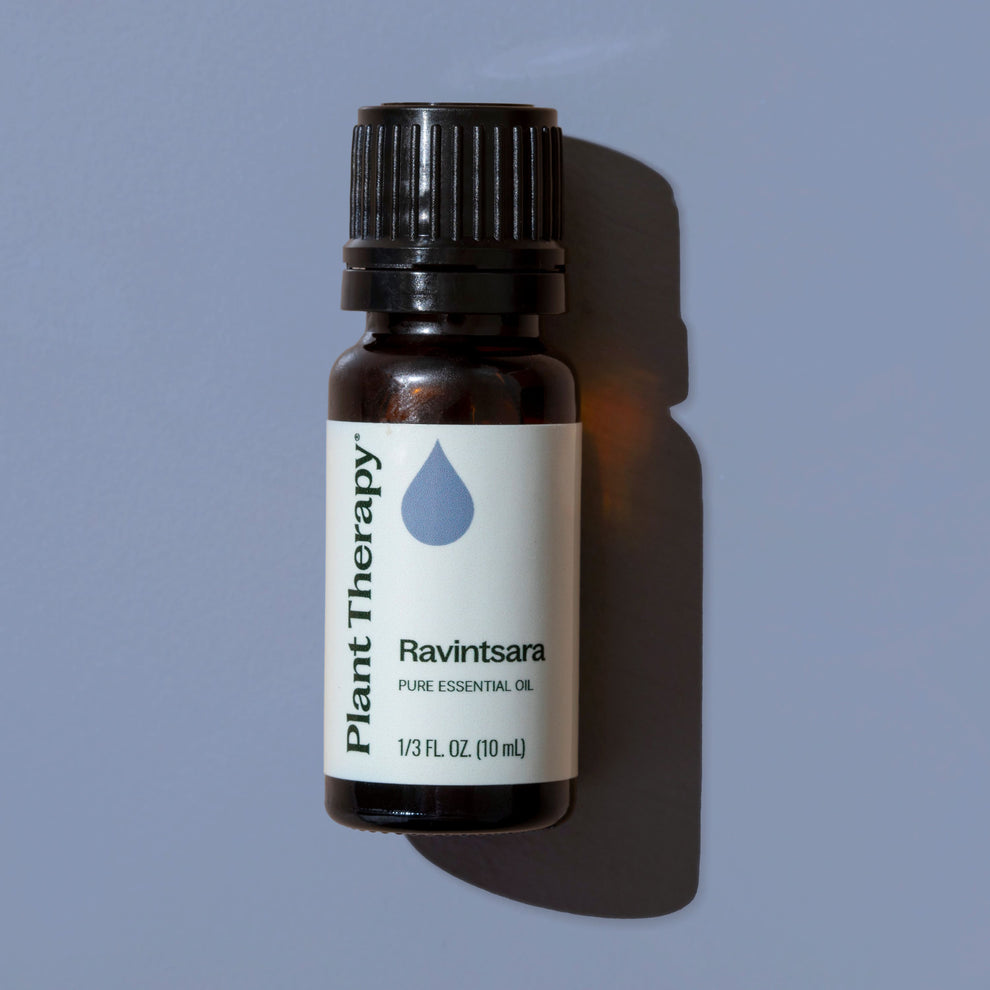 Ravintsara Essential Oil – Plant Therapy