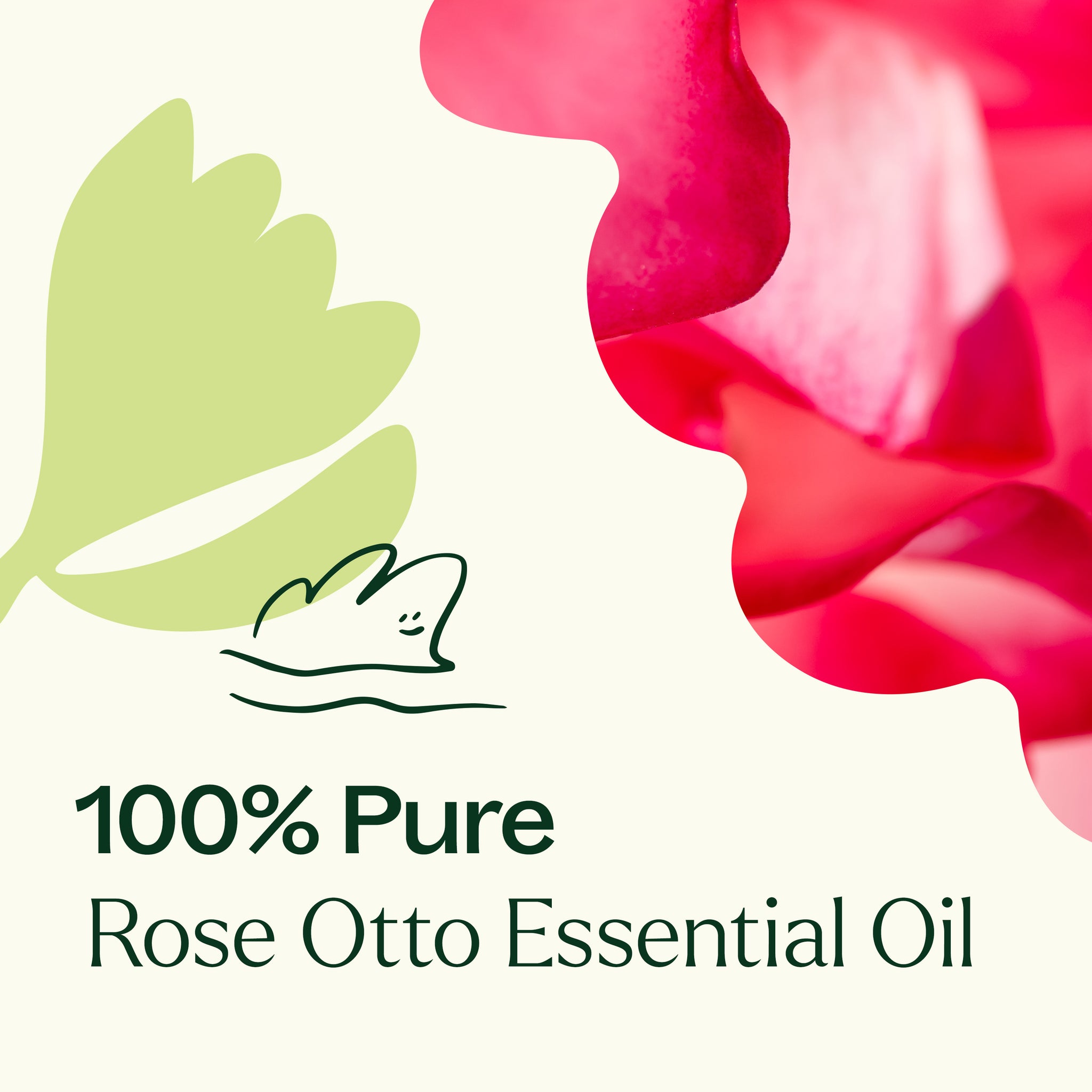 Rose Otto Essential Oil – Plant Therapy