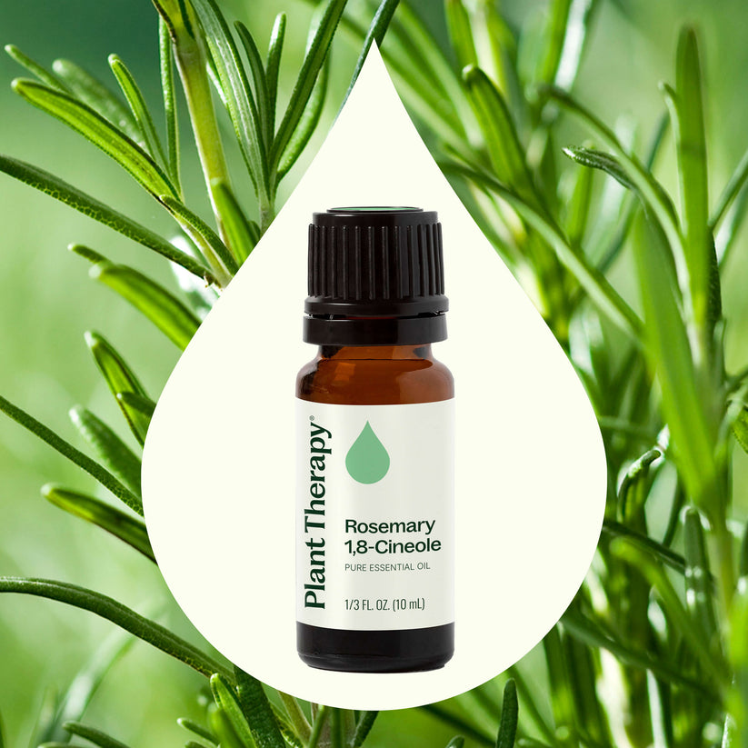 Rosemary 1,8-Cineole Essential Oil – Plant Therapy