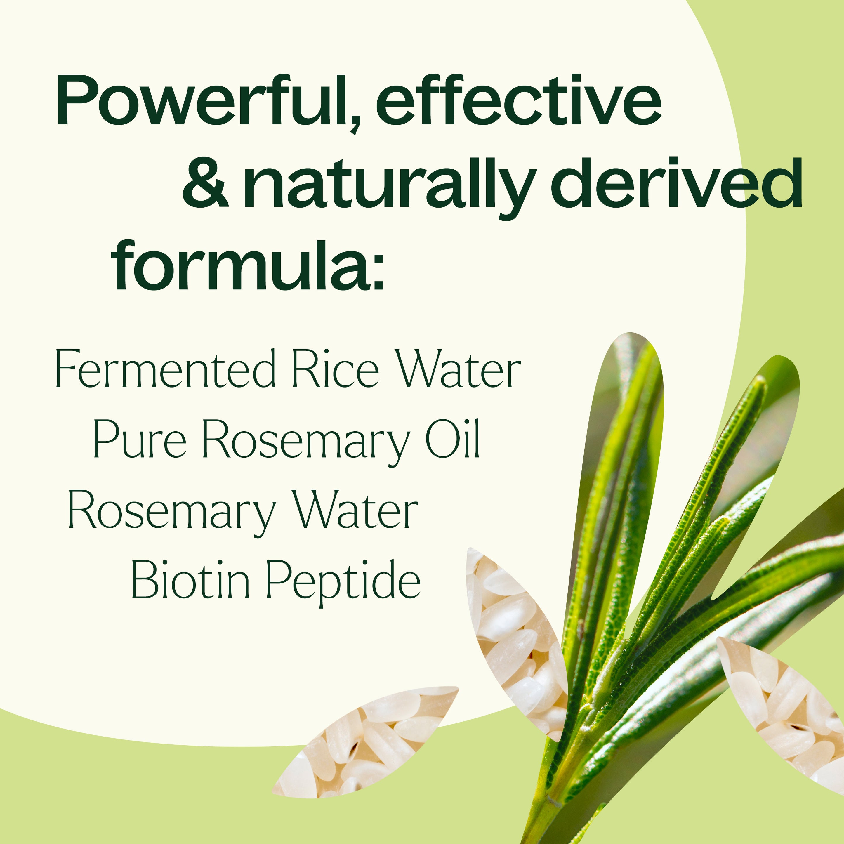 Rosemary & Rice Water Daily Hair Growth Spray – Plant Therapy