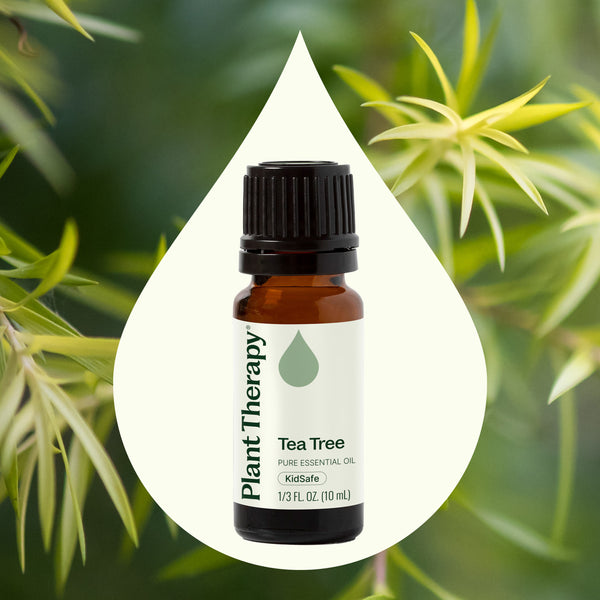 Tea Tree Essential Oil – Plant Therapy