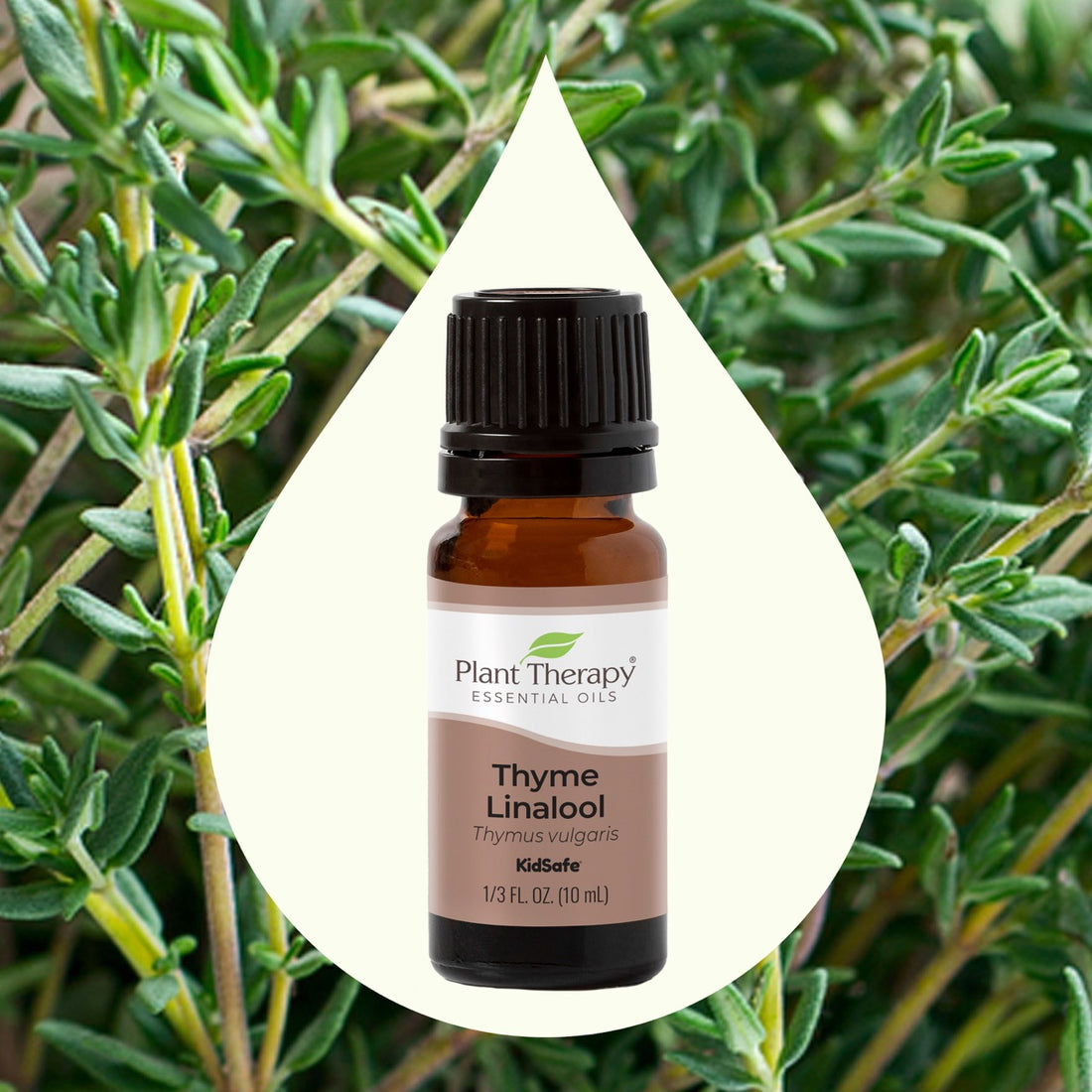 Thyme Linalool Essential Oil – Plant Therapy