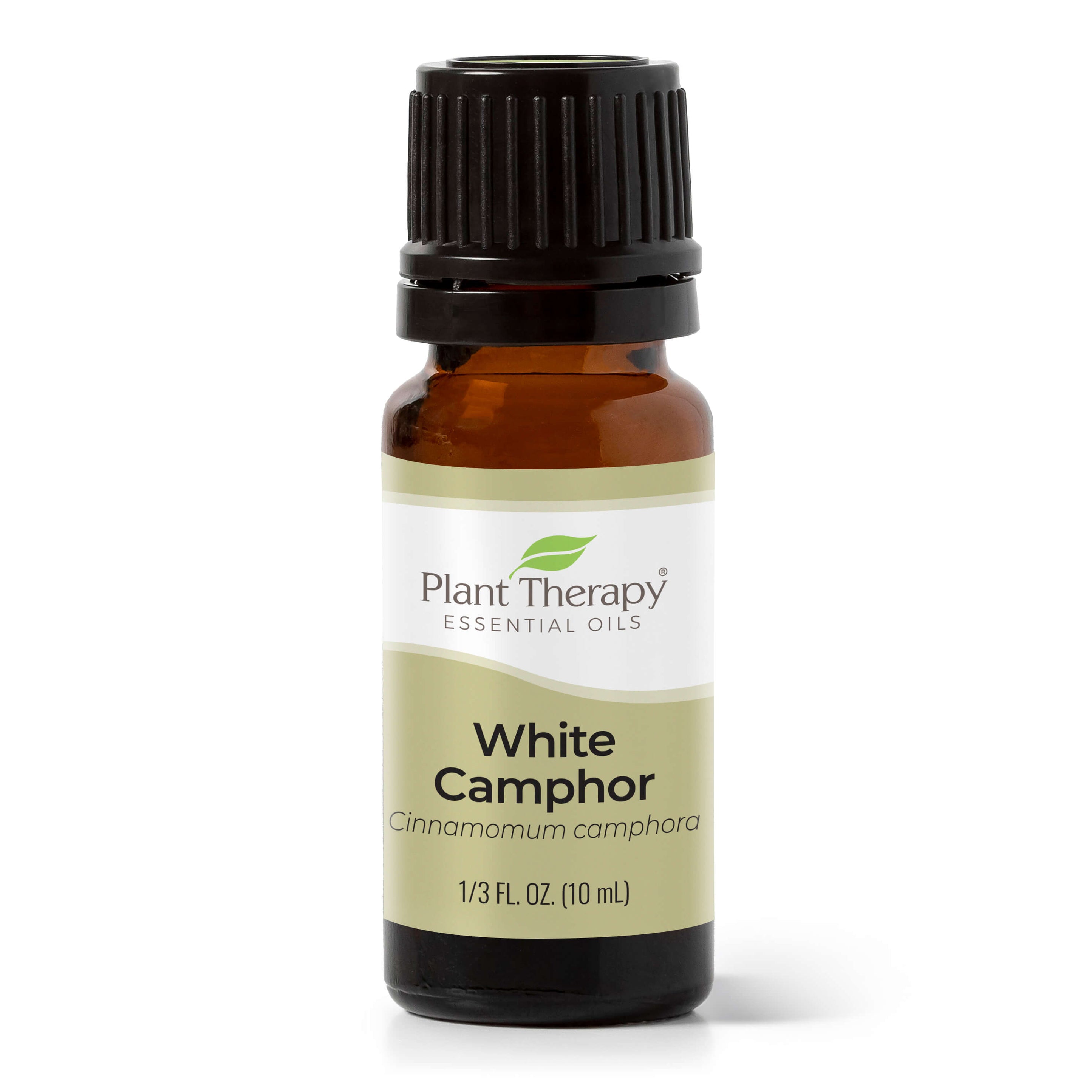 White Camphor Essential Oil | Camphor Oils | Plant Therapy