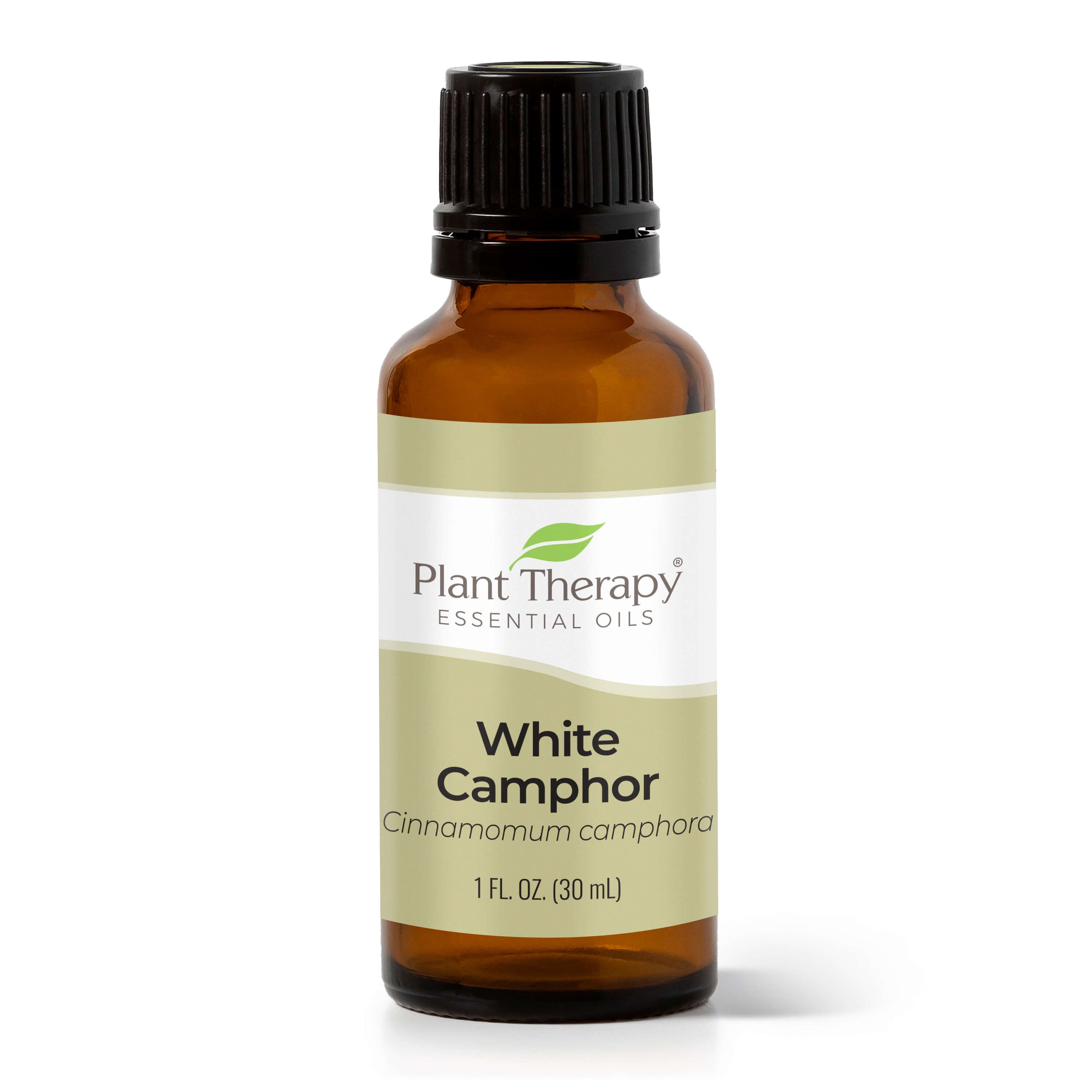 White Camphor Essential Oil | Camphor Oils | Plant Therapy