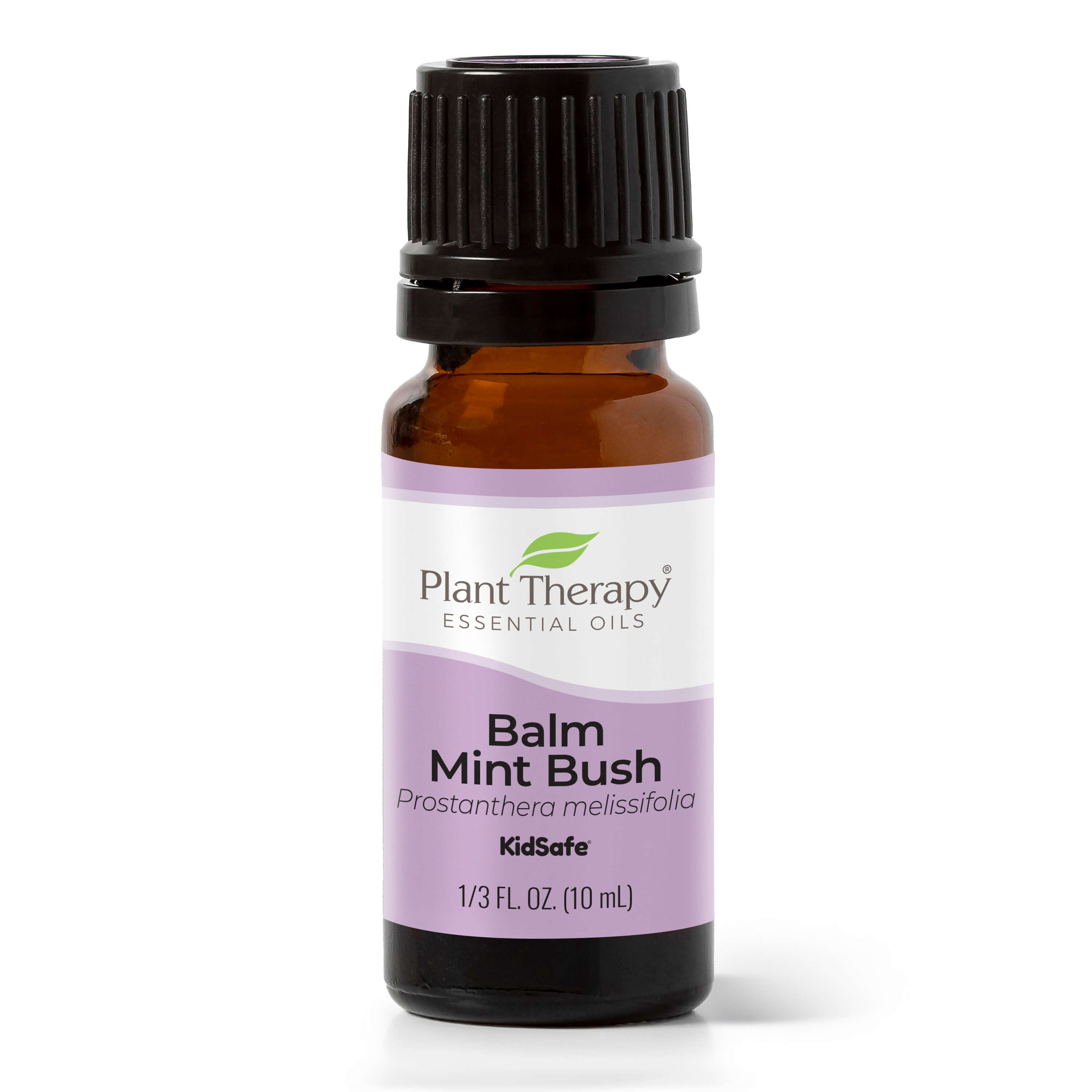 Balm Mint Bush Essential Oil – Plant Therapy