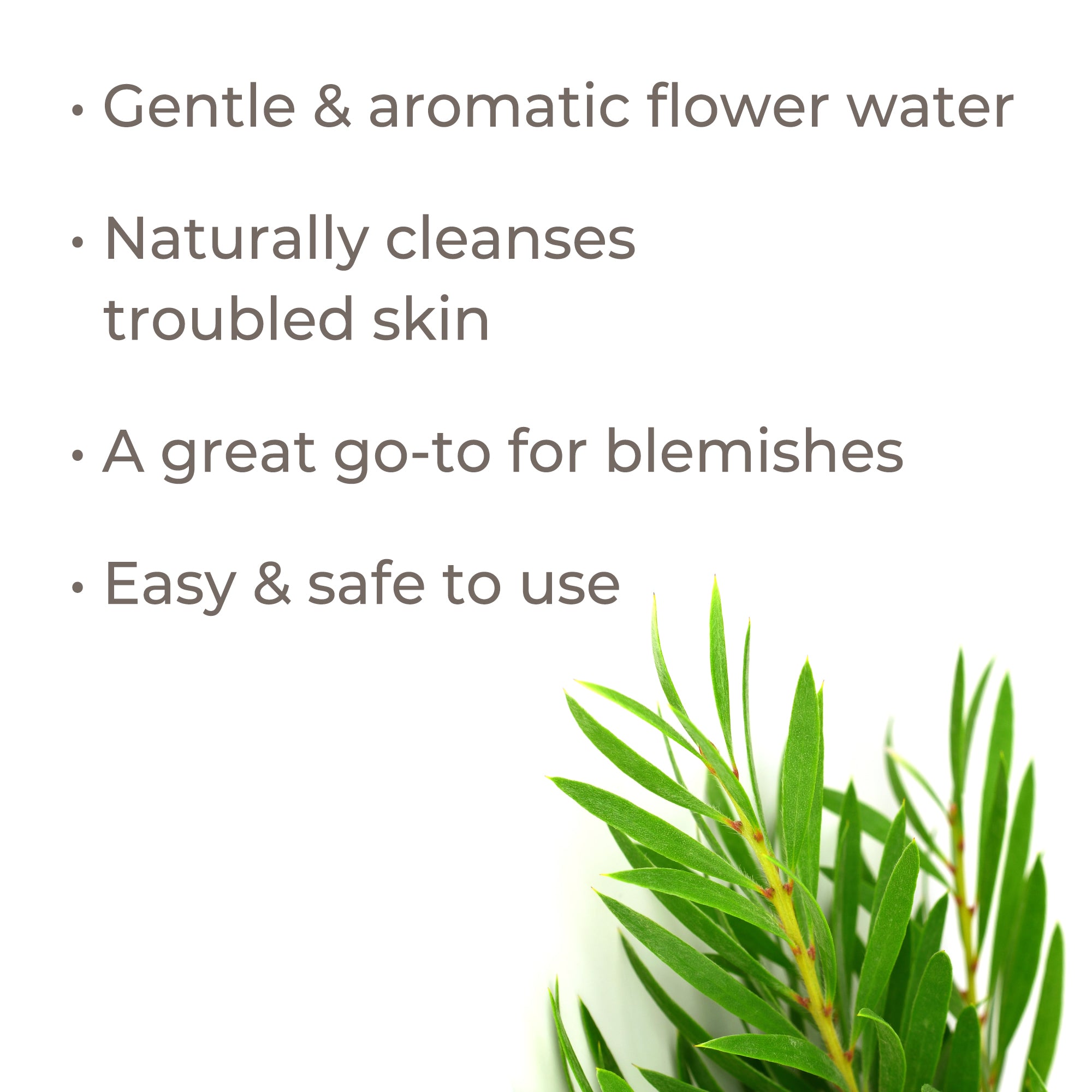 Tea Tree Hydrosol – Plant Therapy